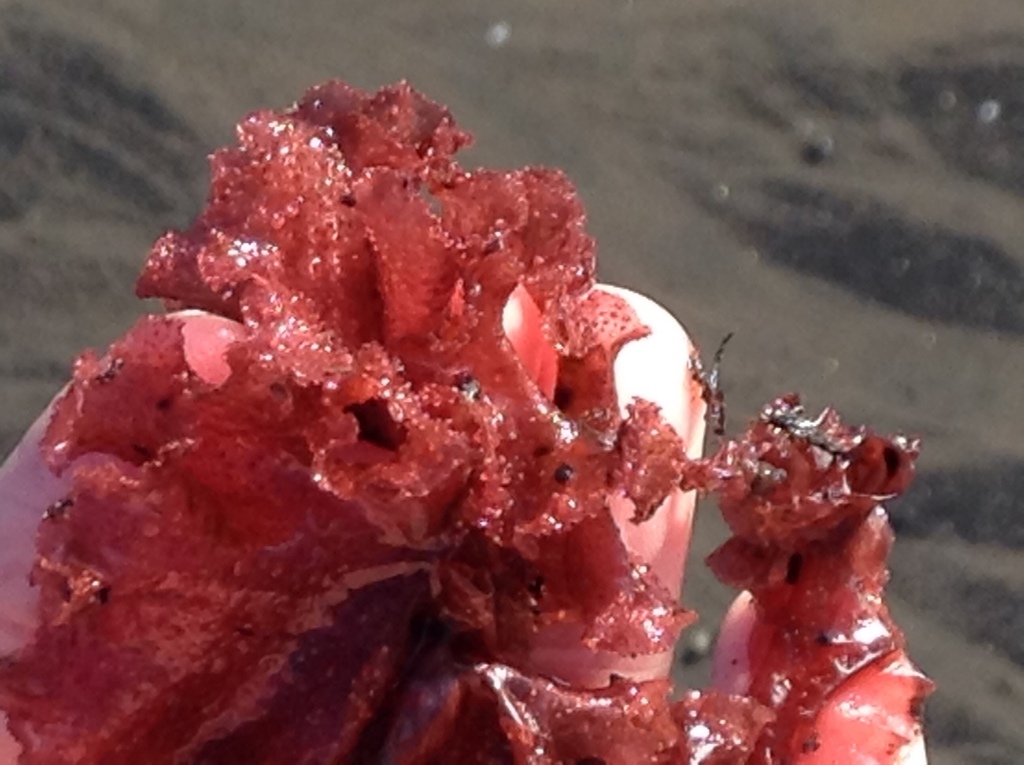 Mastocarpus stellatus (NeCSA intertidal target organisms) · iNaturalist