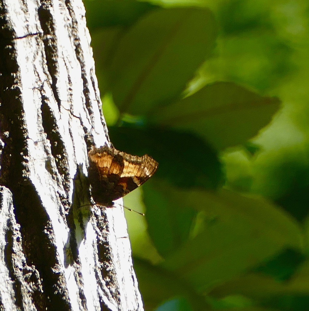 California Tortoiseshell from Marin County, CA, USA on February 7, 2021 ...