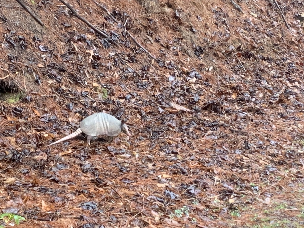Nine-banded Armadillo in February 2021 by mtw · iNaturalist