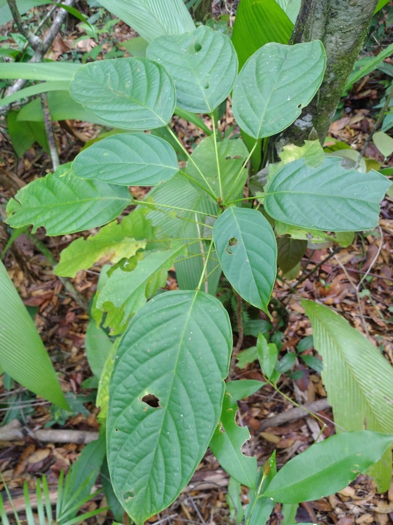 Huberodendron allenii in February 2021 by Marvin López M. · iNaturalist