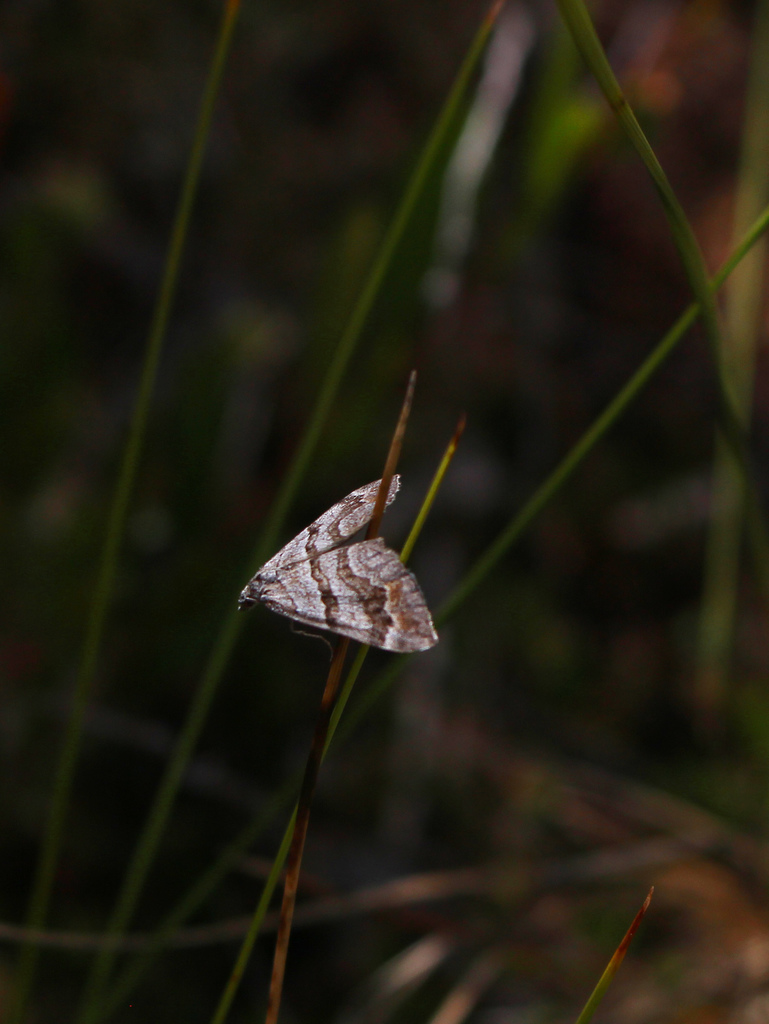 Manchester Treble-bar Moth from Bezhanitsky District, Pskov Oblast ...