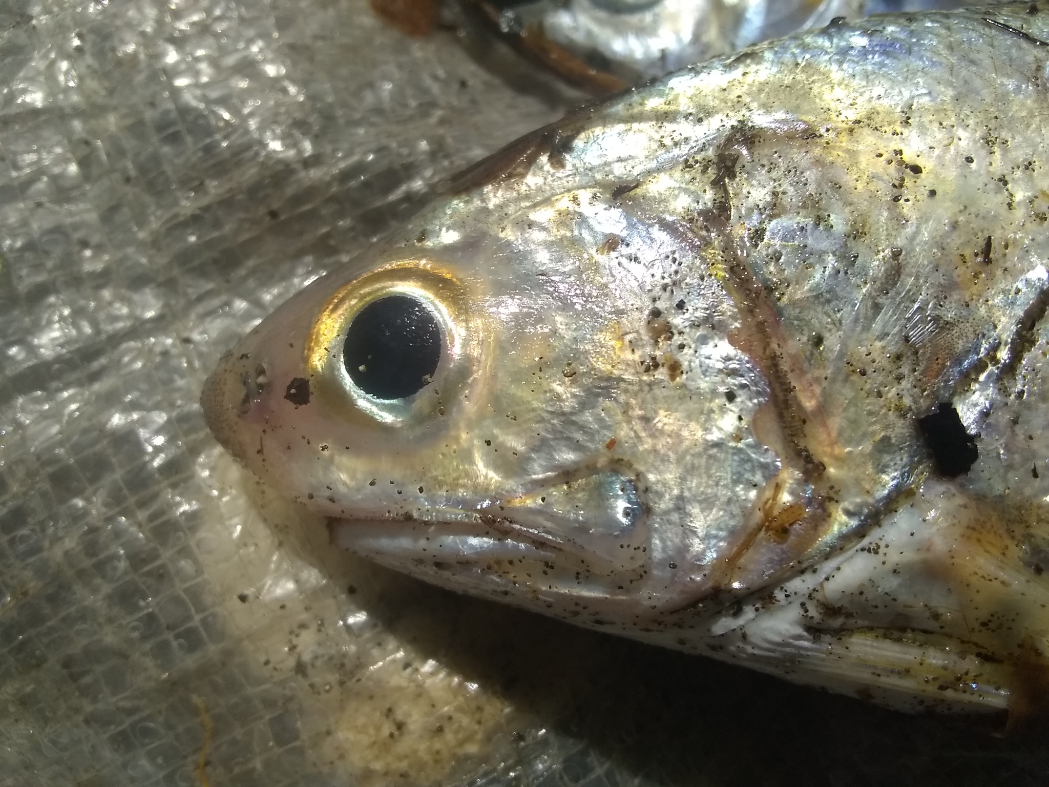 Polydactylus virginicus (Linnaeus, 1758)