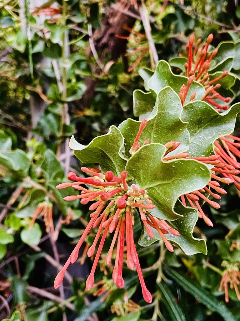 Quintral (Tristerix corymbosus) - Botanical Realm