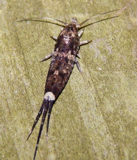 Bristletails in August 2015 by thackler. Pending on BugGuide. · iNaturalist