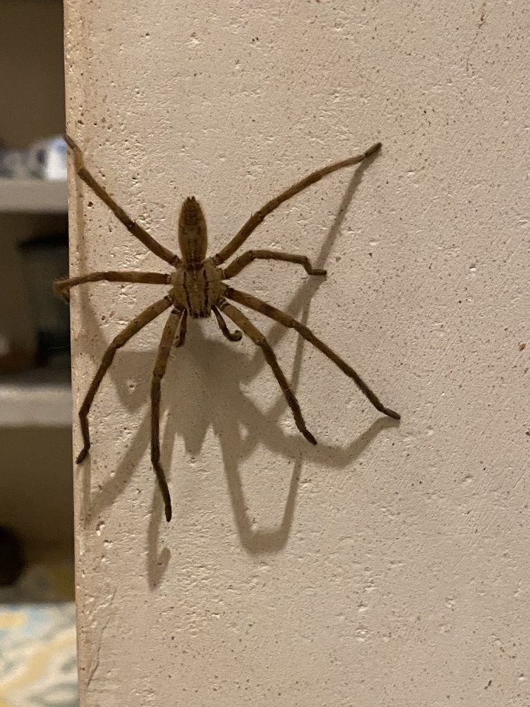 Bromeliad spiders from Naolinco, VER, MX on February 07, 2021 at 09:56 ...