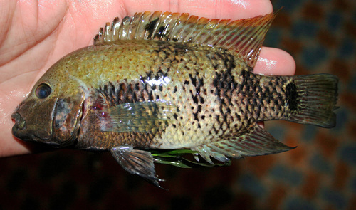 Aztec Cichlid (Herichthys molango) · iNaturalist
