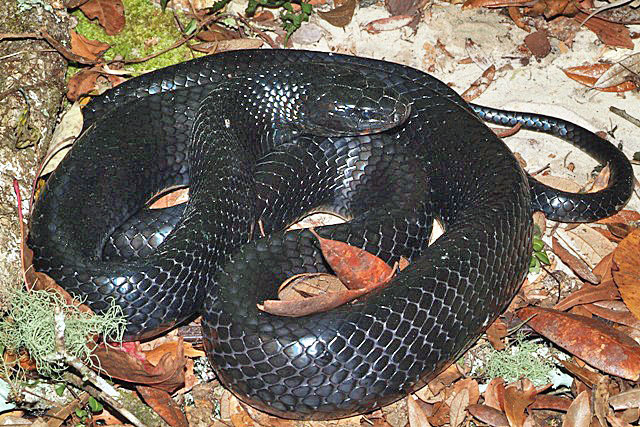 Eastern Indigo Snake in December 2008 by bobzappalorti. Adult female ...