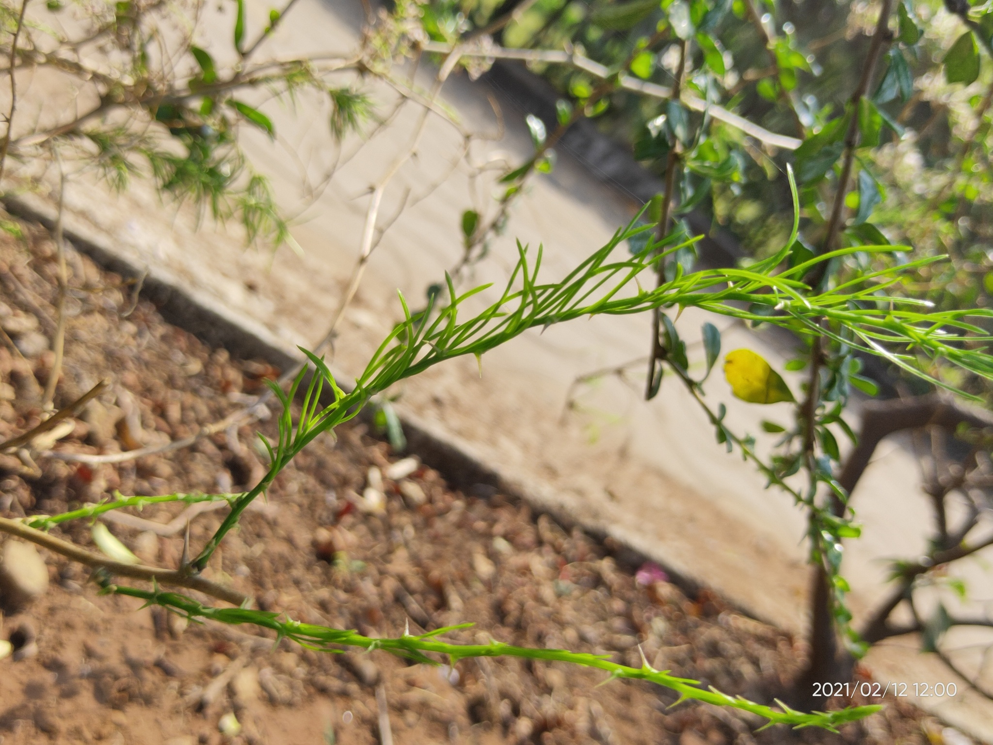 Asparagus racemosus Willd.