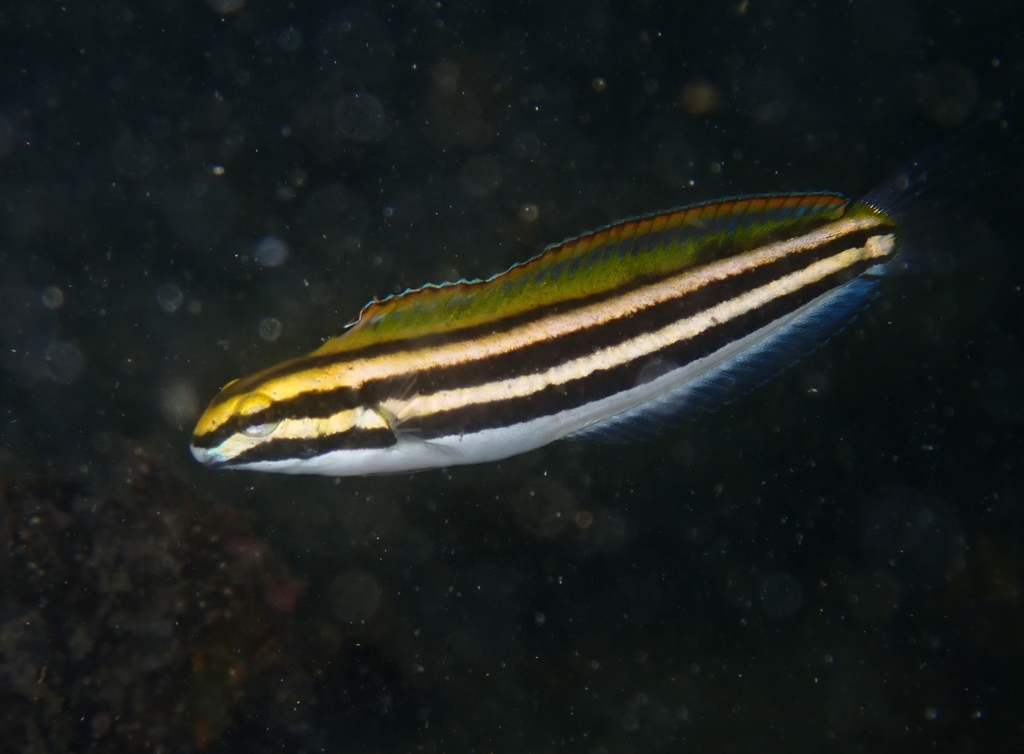 Yellow Sabretooth Blenny from Sydney NSW, Australia on February 13 ...