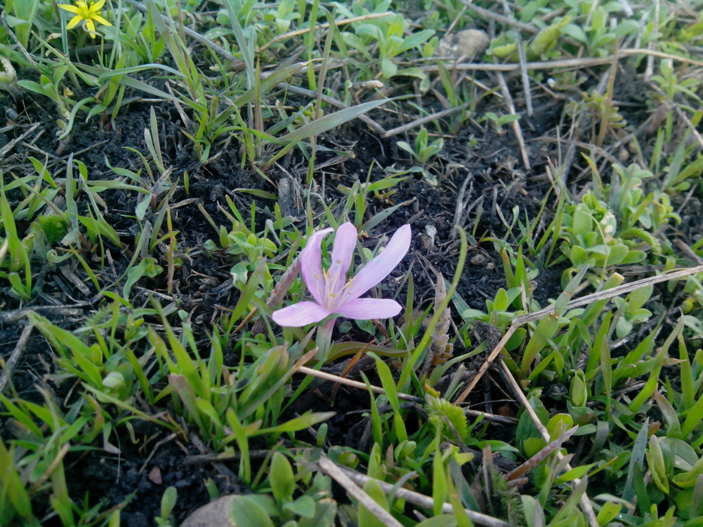 Colchicum trigynum from г. Пятигорск, Ставропольский край, Россия on ...