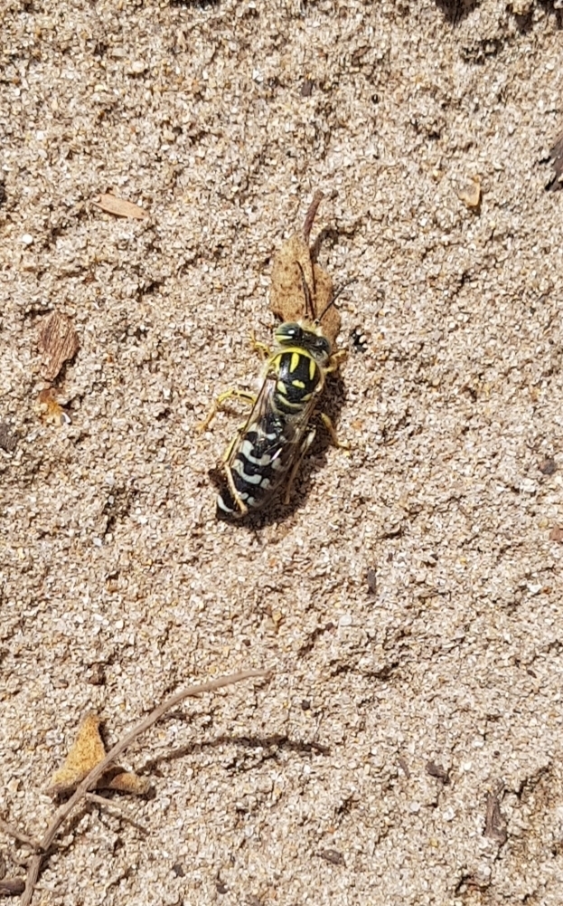 Bembix from Sorrento VIC 3943, Australia on February 12, 2021 at 01:52 ...