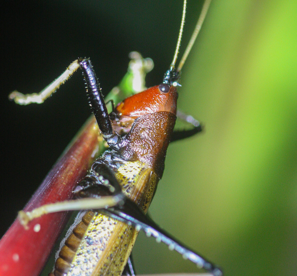 Macroxiphus sumatranus from Bukit Bendera, Pulau Pinang, Malaysia on ...