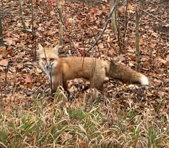 Eastern American Red Fox from Mundy Ave, Tiny, ON, CA on November 13 ...