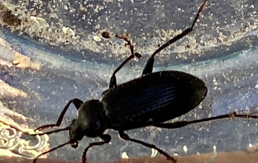 Alleculini from Porongurup, WA, AU on February 13, 2021 at 08:59 AM by ...