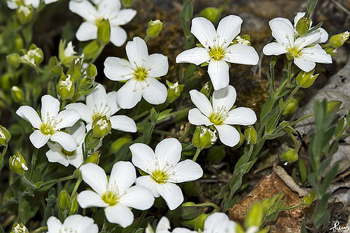 Arenaria montana (Flora do Campus da UDC en A Coruña) · iNaturalist