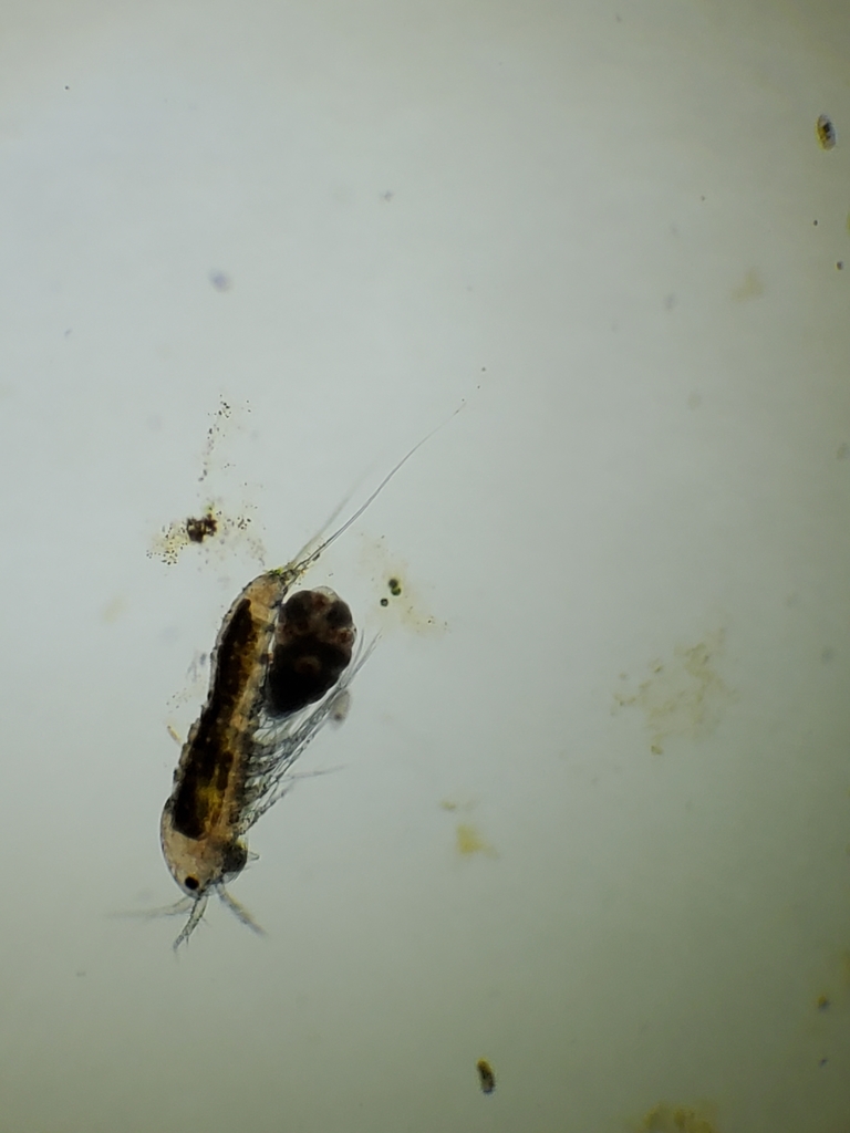 Canthocamptus from Pittsgrove, NJ 08318, USA on February 6, 2021 at 06: ...