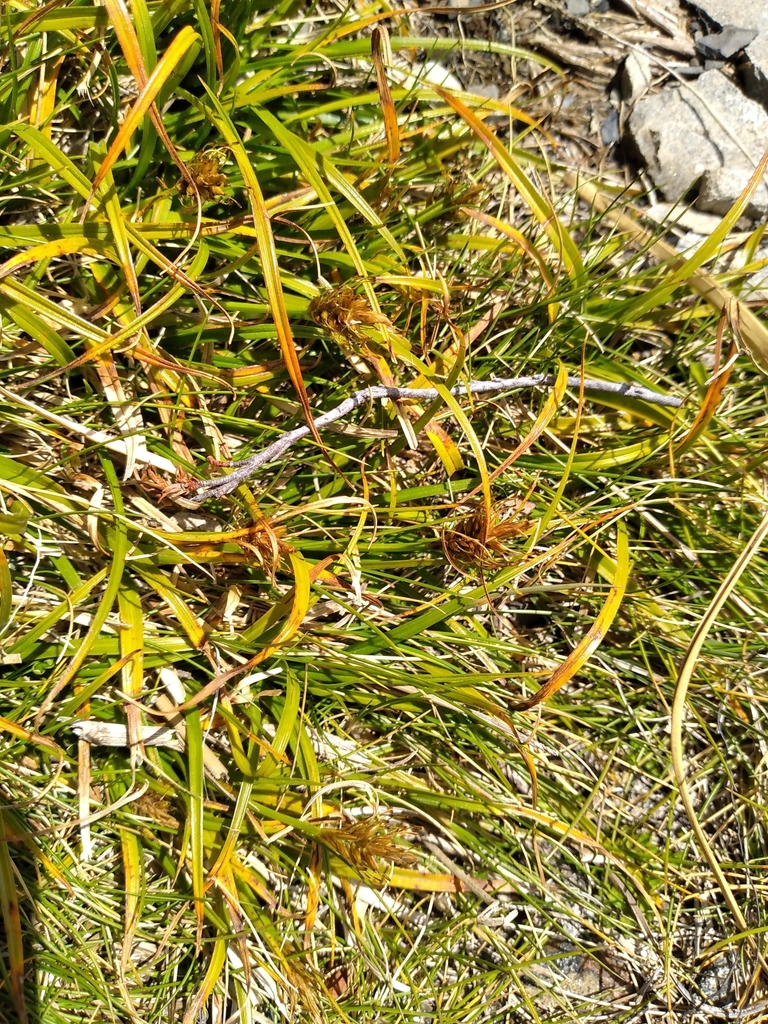 Carex astricta from 7875, New Zealand on February 13, 2021 at 11:53 AM ...