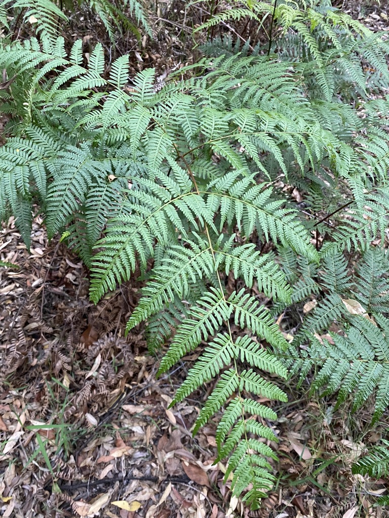 Austral Bracken from Brisbane QLD, Australia on February 13, 2021 at 05 ...