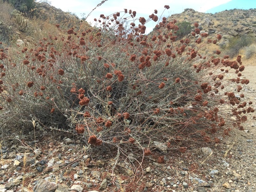 California Buckwheat (Plants of Rosewood Nature Study Area) · iNaturalist