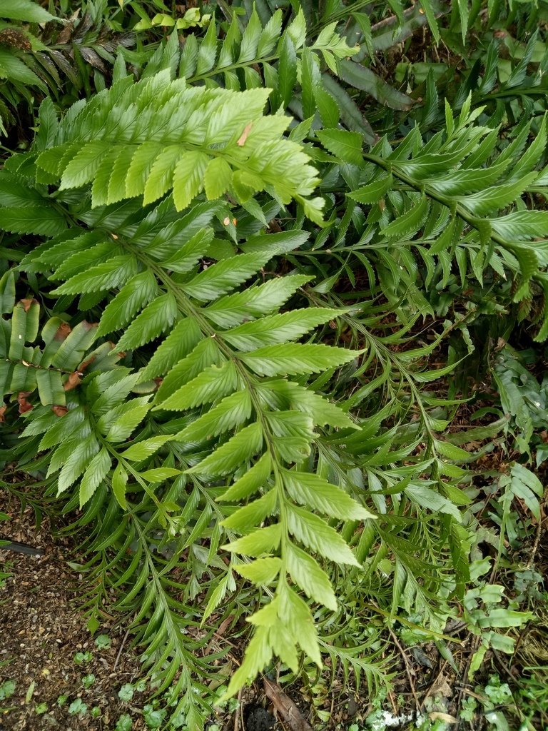 Asplenium decurrens from Huon Valley, TAS, Australia on February 13 ...