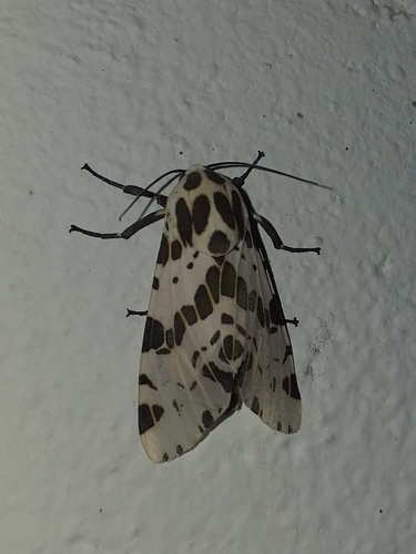 Oxyptera magdalenae · iNaturalist