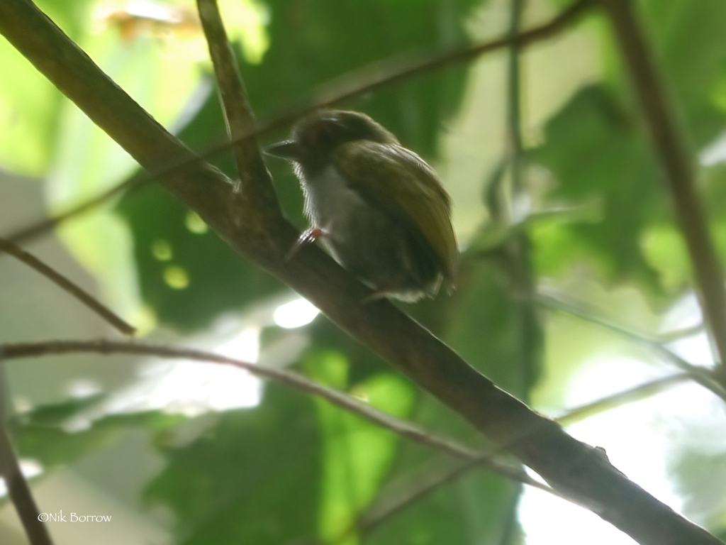 African Piculet from Kupe Manenguba, Cameroon on March 26, 2014 by Nik ...