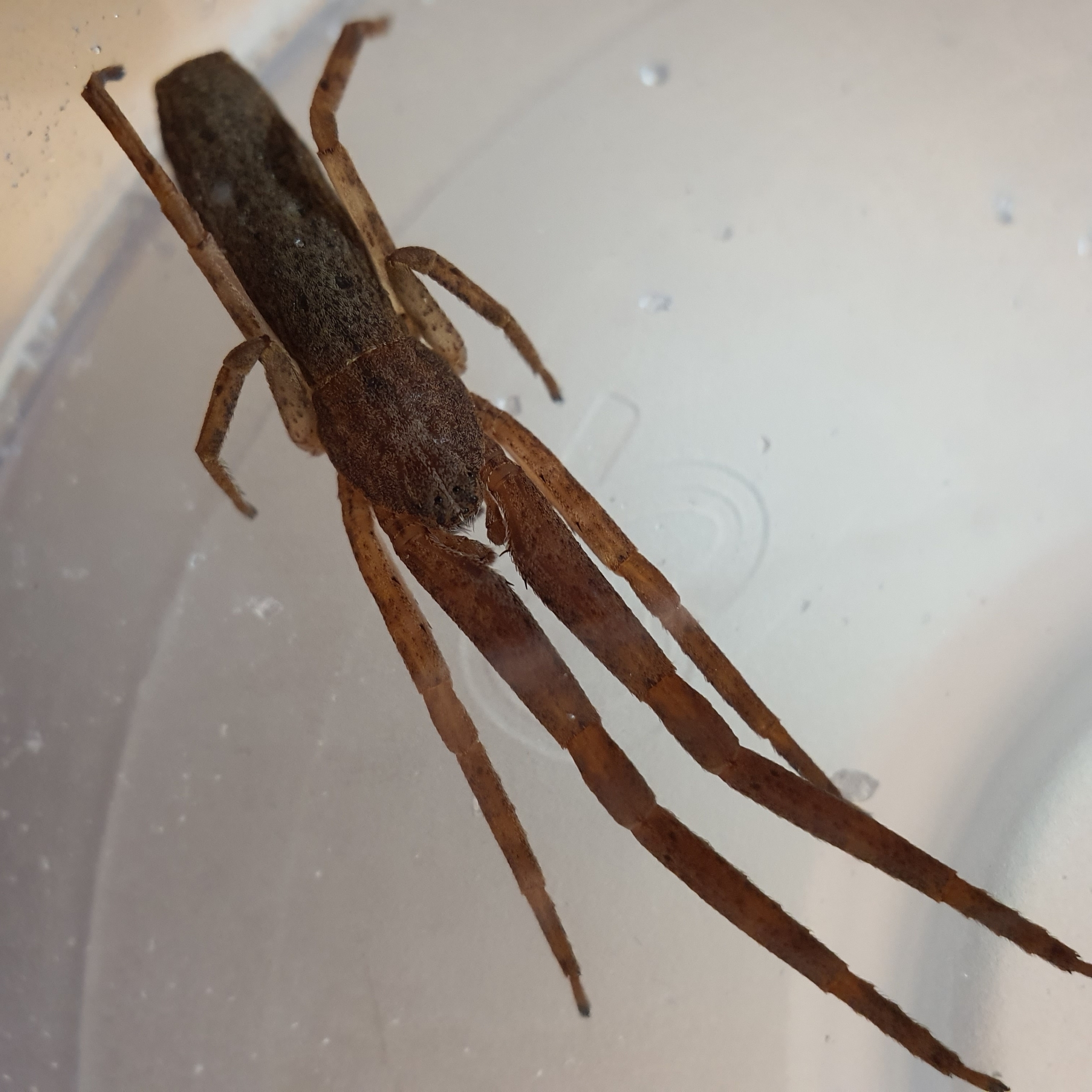 Synalus angustus (L.Koch, 1876)