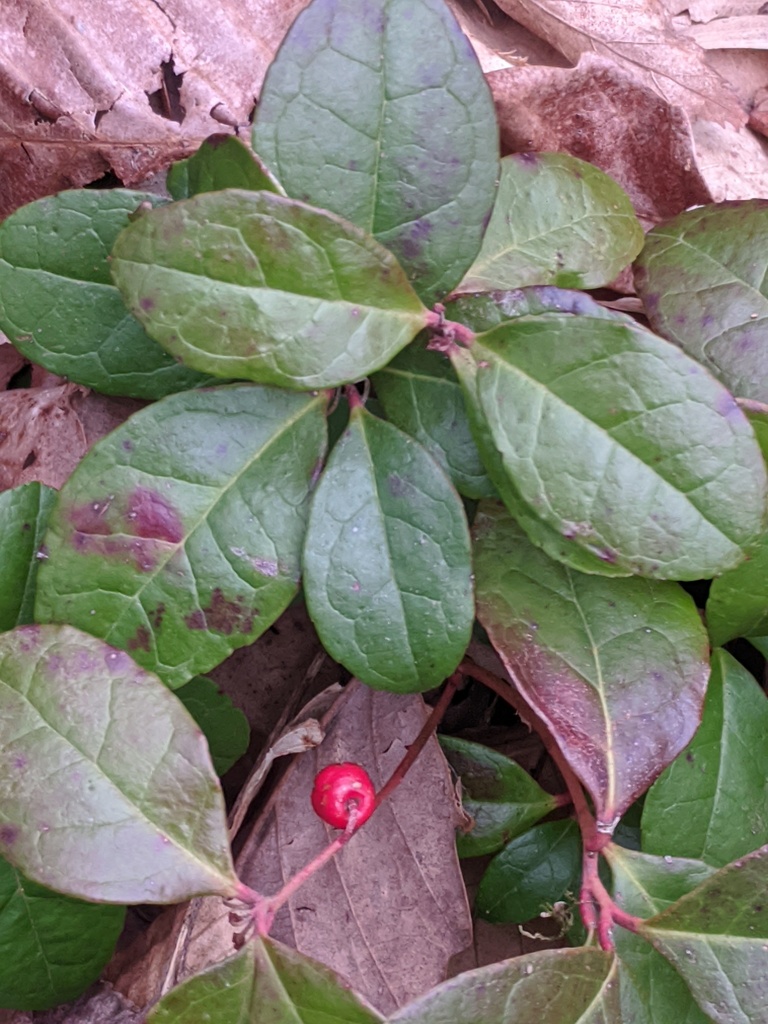Eastern Teaberry from Morris, New Jersey, United States on April 04 ...