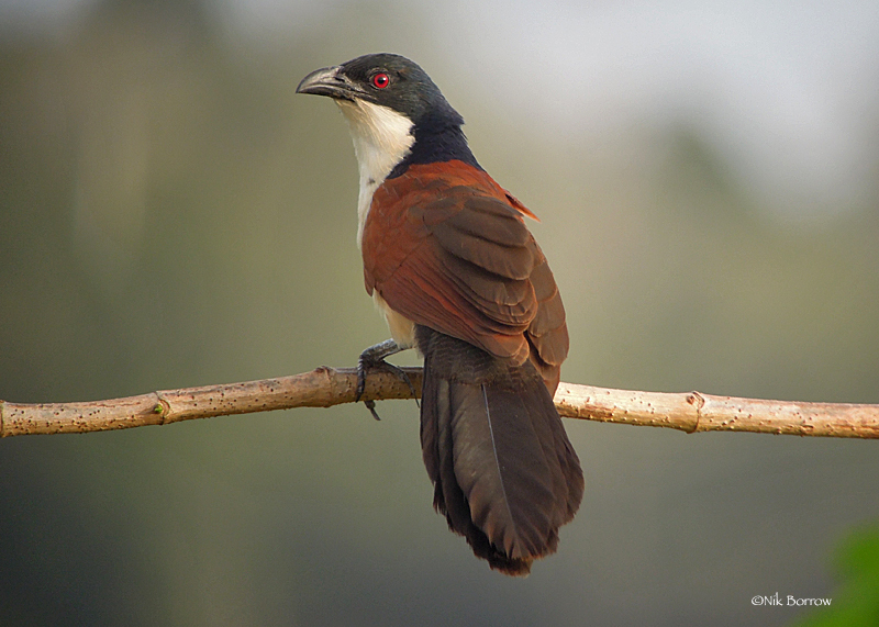 (Centropus monachus occidentalis) - Avian Discovery