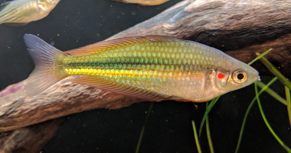 Australasian Rainbowfishes (Melanotaenia) - Marine Life Identification