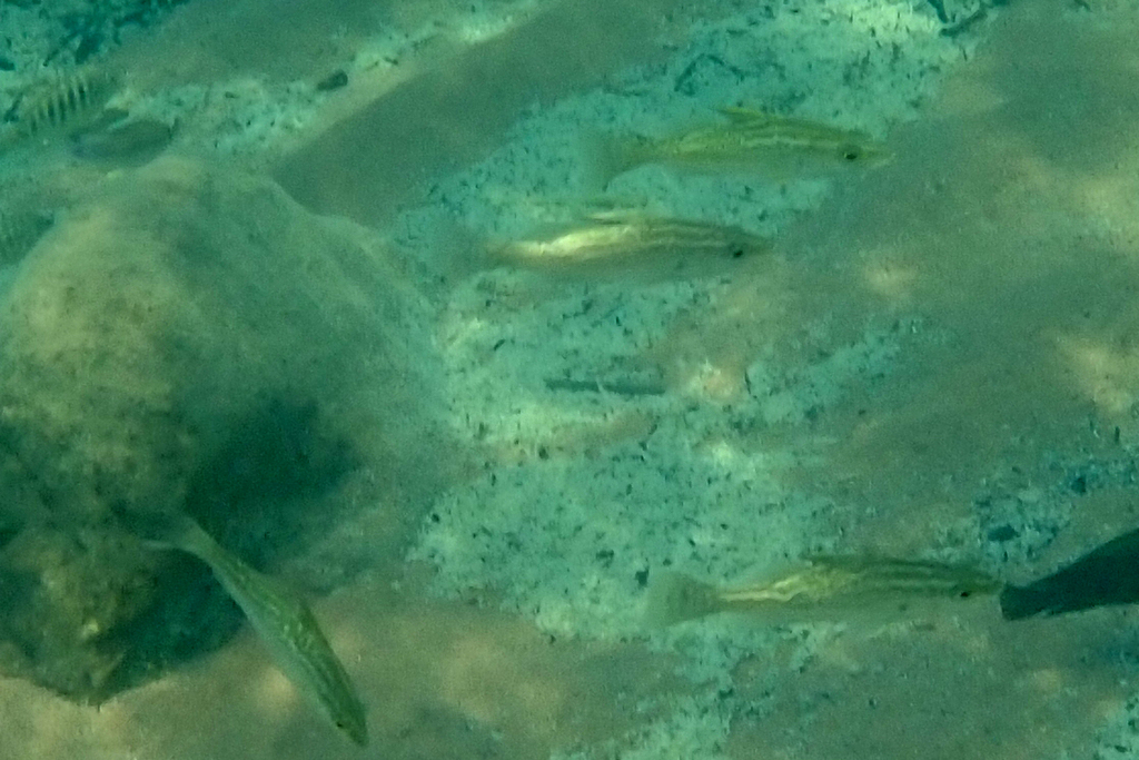 Bigeye lates (Lates mariae) - Marine Life Identification