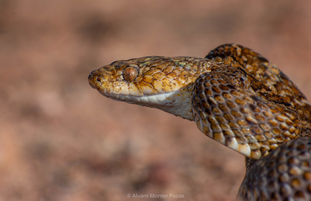 Sonoran Lyre Snake in February 2021 by Alvaro Monter Pozos · iNaturalist
