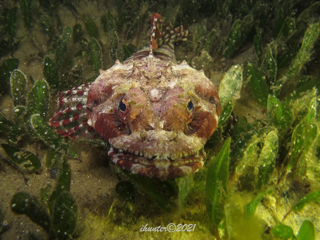 Tasselsnout Flathead from Camp Cove, New South Wales, Australia on ...