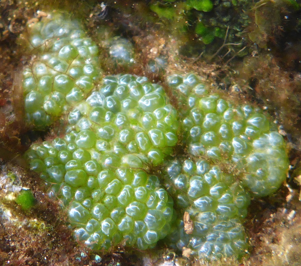 (Dictyosphaeria) - Botanical Realm