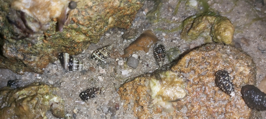 Checkered Periwinkle from Sharq, Kuwait City, Kuwait on February 13 ...