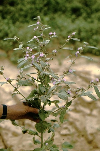 Melochia morongii · iNaturalist