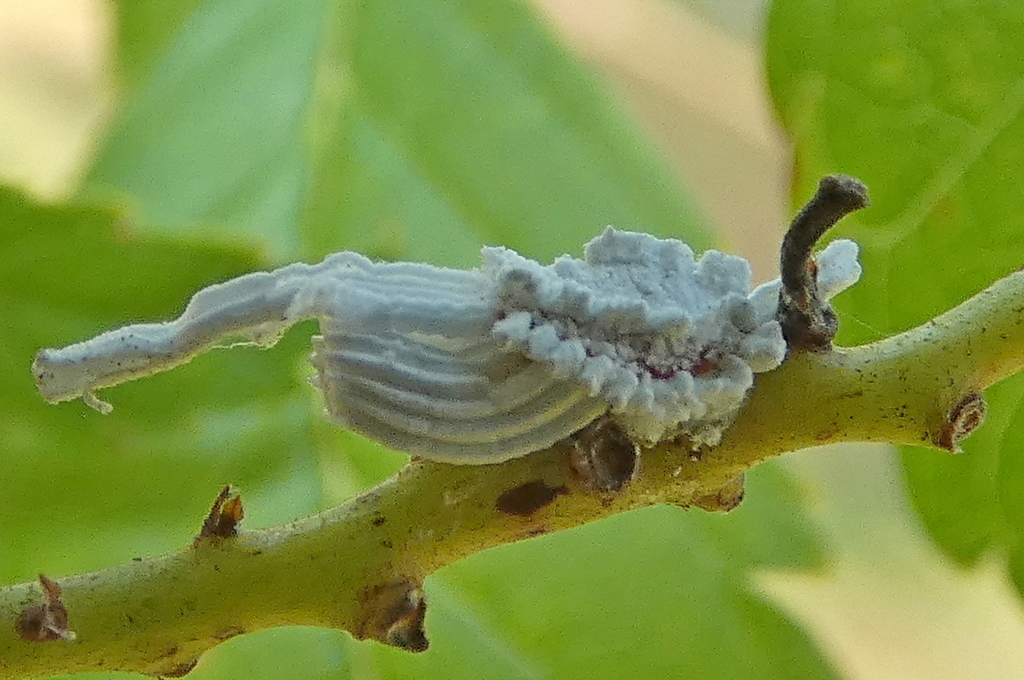 Giant Scale Insects from Zona rural de Paudalho - Pernambuco on ...