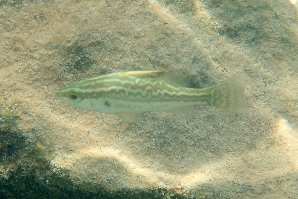 Bigeye lates (Lates mariae) - Marine Life Identification