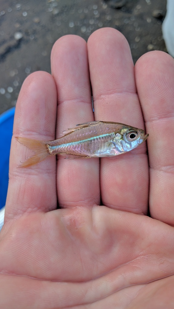 Estuary Glassfish (Freshwater Fish of Malaysia) · BioDiversity4All