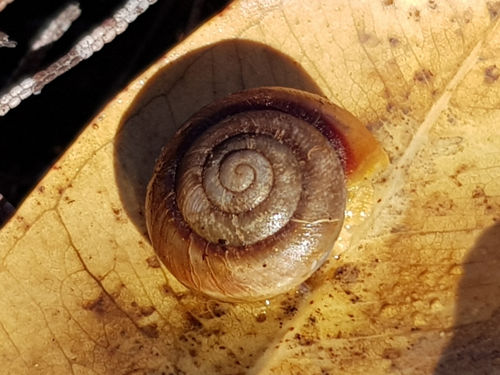Seal Rocks Woodland Snail from Bungwahl NSW 2423, Australia on February ...