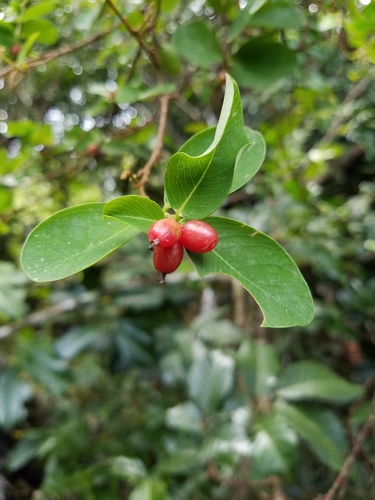 Wikstroemia elliptica · iNaturalist Chile