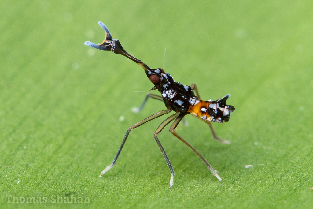 Planthoppers in August 2016 by Thomas Shahan · iNaturalist