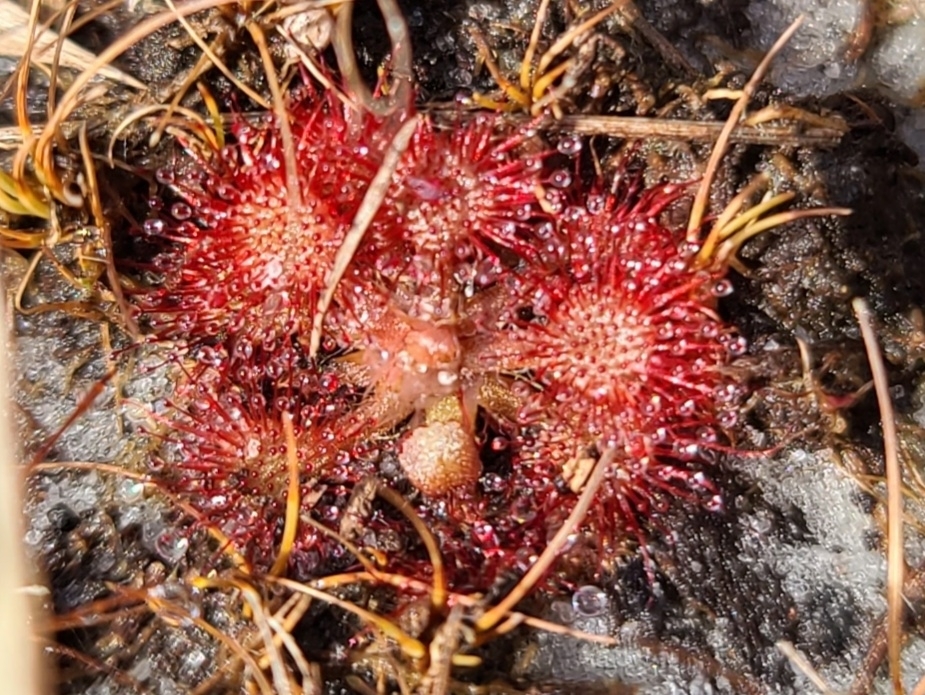 Pink Sundew in February 2021 by Mike Ingram · iNaturalist