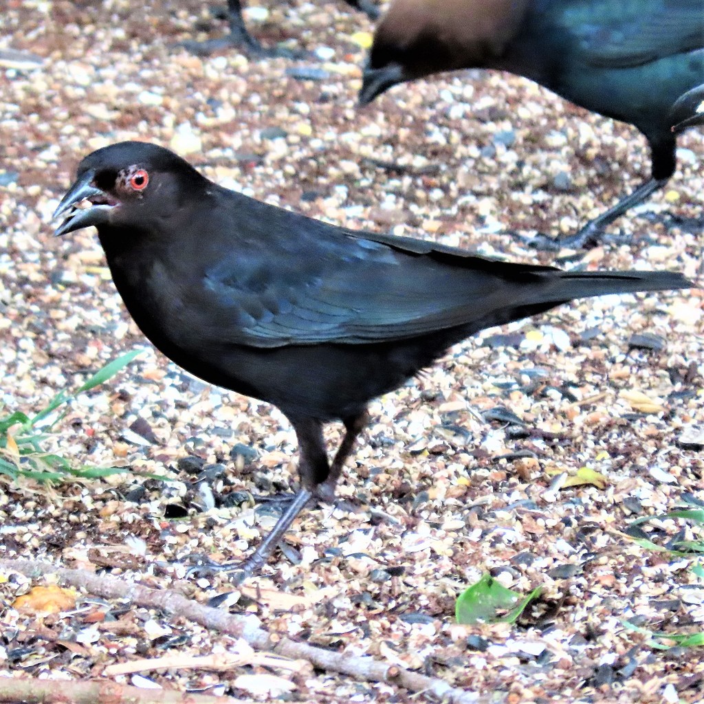 Bronzed Cowbird from Fort Myers Shores, FL 33905, USA on February 13 ...