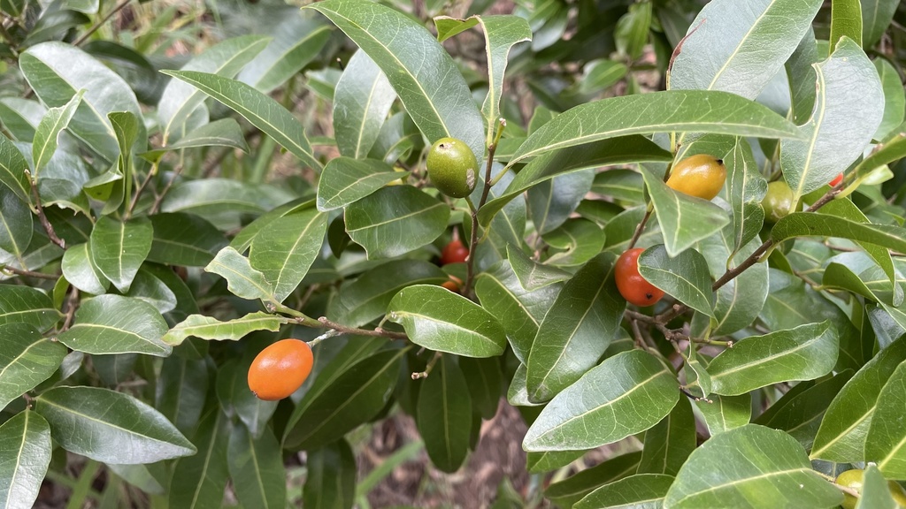 (Drypetes) - Botanical Realm