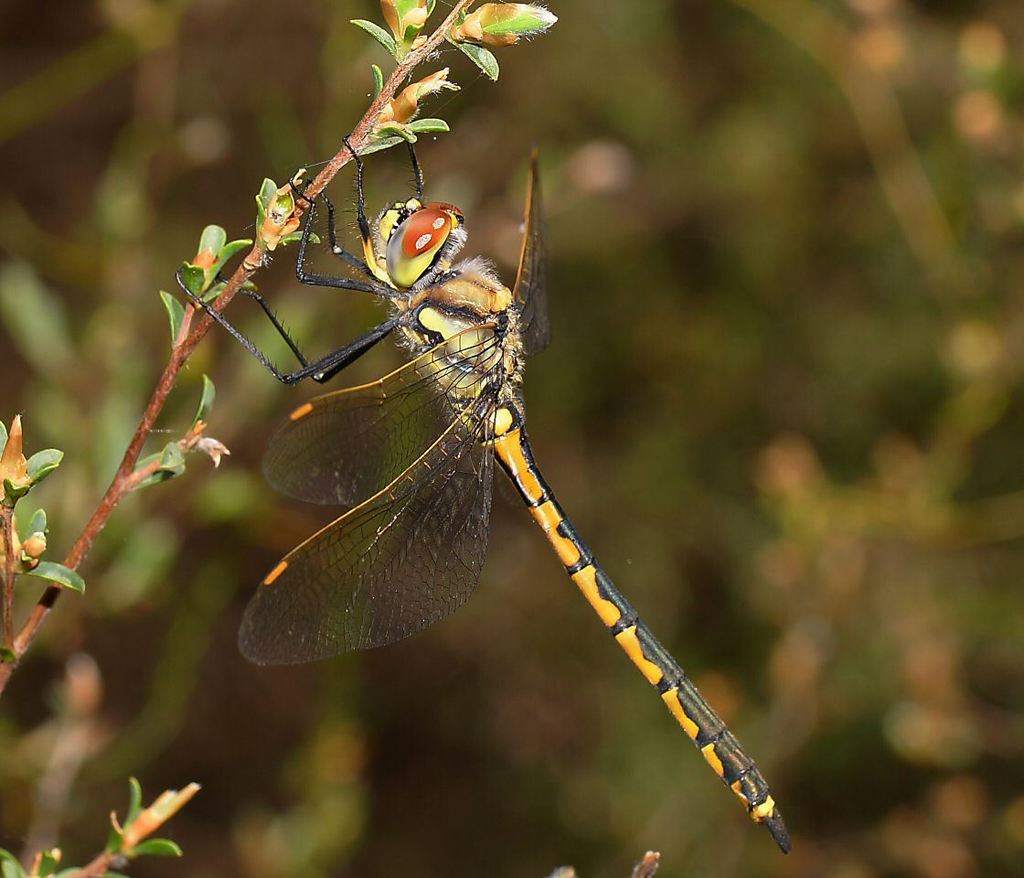 Tau Emerald (Insects of Yalukit Willam Nature Reserve) · iNaturalist