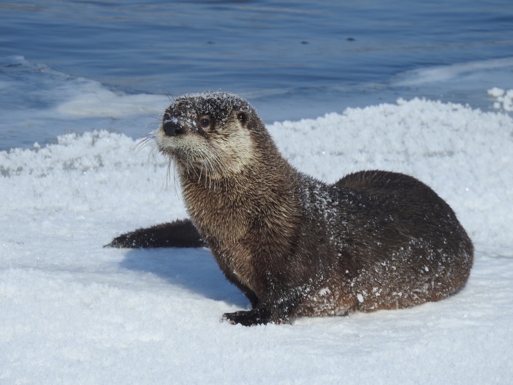 North American River Otter from Orwell Rd, Fergus Falls, MN, US on ...