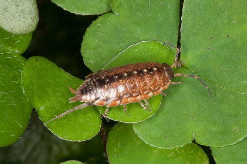 Philoscia affinis (Isopods of Germany (Asseln Deutschlands) ) · iNaturalist