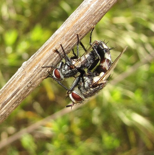 Chetogena tachinomoides · iNaturalist