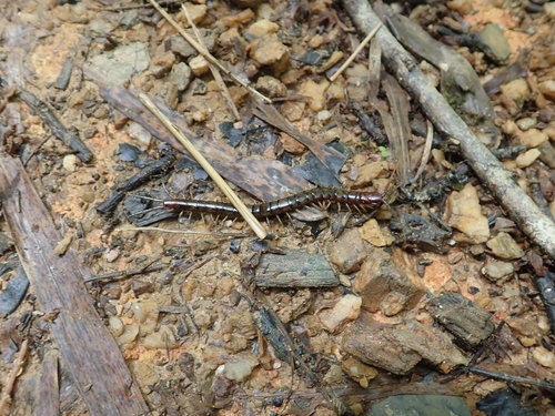 Scolopocryptops sukuyan · iNaturalist